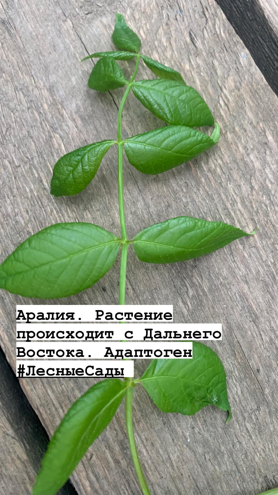 Аралия | Мегаполис и деревня