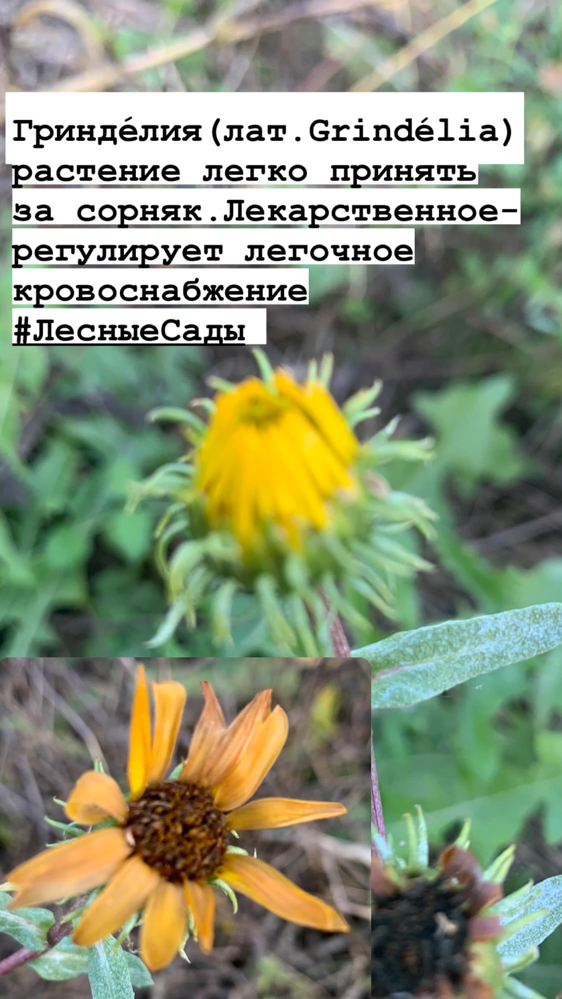 Гринделия | Мегаполис и деревня